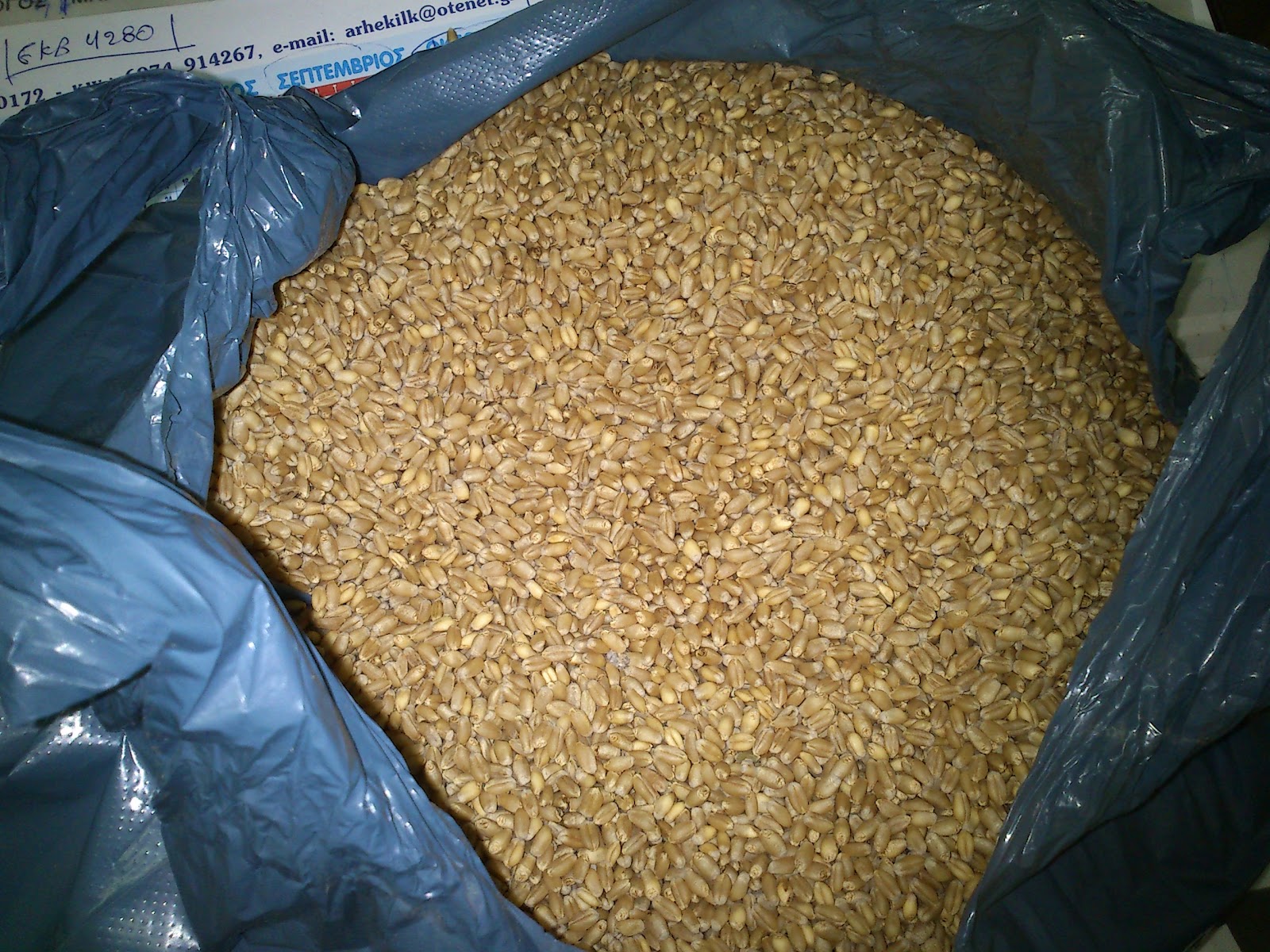 φροντιστήριο Αγροτών: οι αγροτες ψαχνουν σιταρι για μυλο